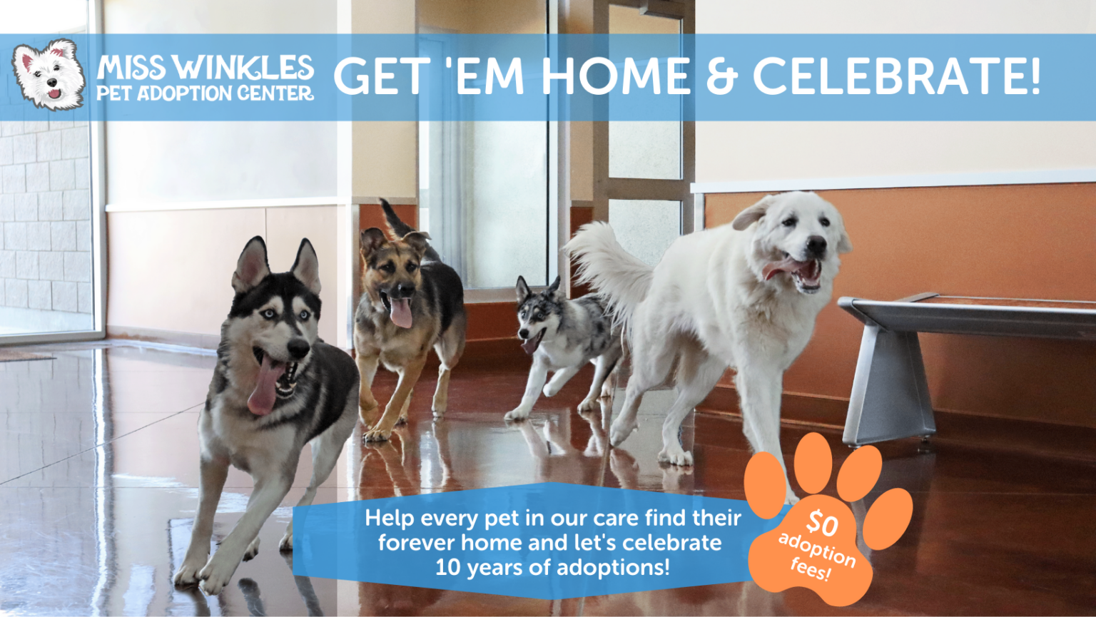 Miss Winkles Pet Adoption Center Adoption